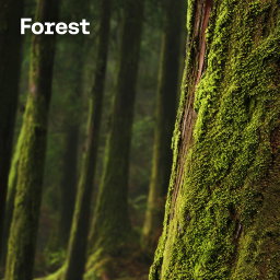 Forest Sounds - Free Download • Uppbeat