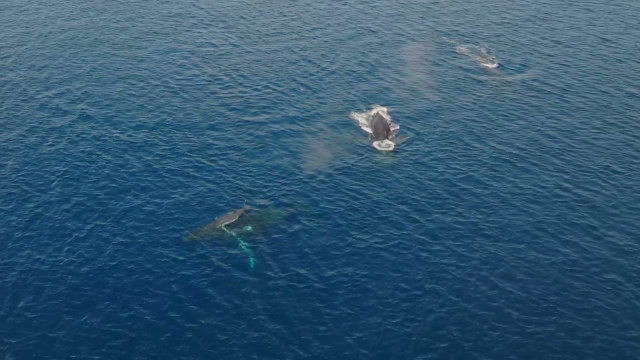Whales Spouting Water in Golden Ocean Sunset • Stock Video on Uppbeat