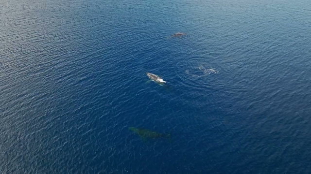 Whales Spouting and Surfacing in Ocean • Stock Video on Uppbeat