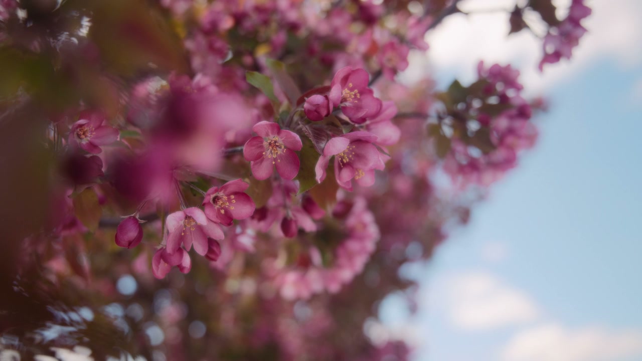 Close Up Pink Cherry Blossoms in Spring • Stock Video on Uppbeat