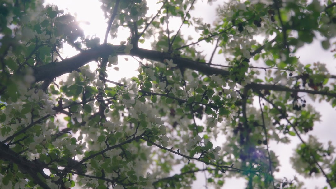 Close Up Pink Cherry Blossoms in Spring • Stock Video on Uppbeat
