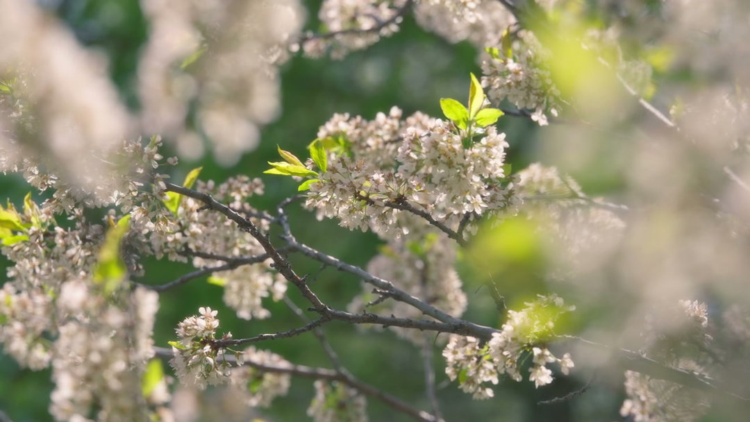Close Up Pink Cherry Blossoms in Spring • Stock Video on Uppbeat