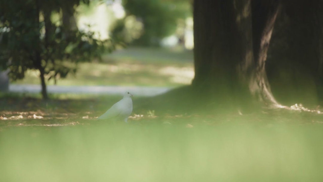 White Pigeon Looks at Camera as Another Flies • Stock Video on Uppbeat