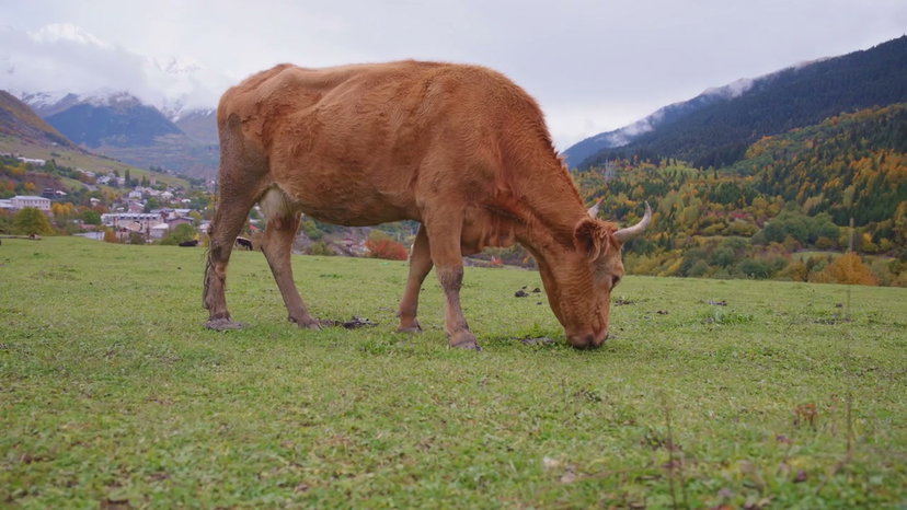 Brown Cows on a Misty Mountain Pasture • Stock Video on Uppbeat