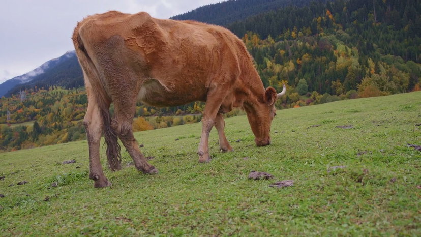 Brown Cows on a Misty Mountain Pasture • Stock Video on Uppbeat