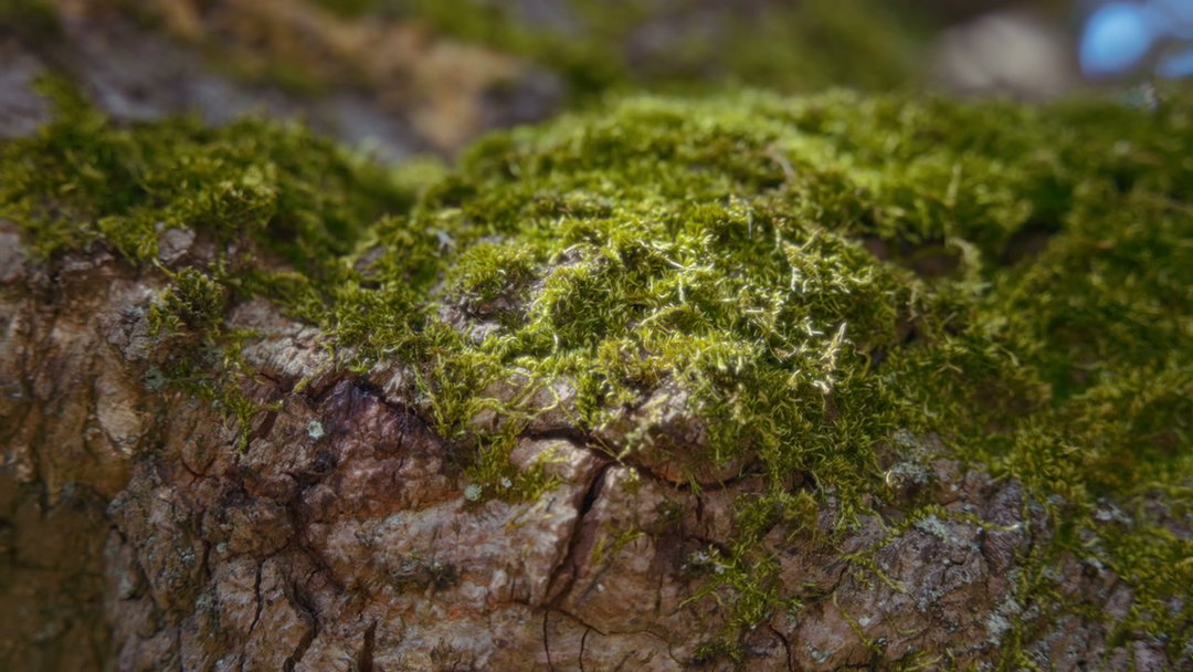 Mossy Tree Trunks on a Forest Floor • Stock Video on Uppbeat