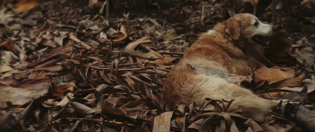 Man Inspecting Green Bananas on Farm • Stock Video on Uppbeat