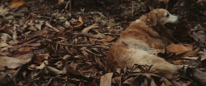 Man Inspecting Green Bananas on Farm • Stock Video on Uppbeat