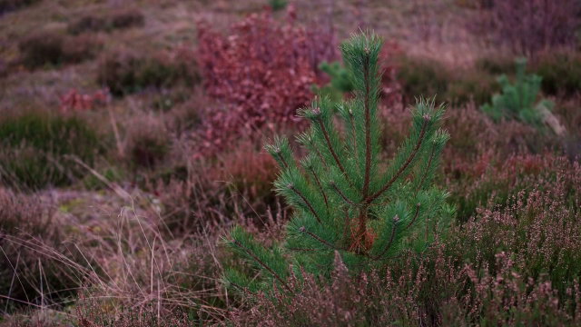 Free Pine Trees Stock Videos • Uppbeat