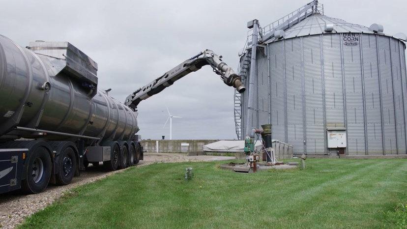 Pigs in a Pen Looking Through Bars • Stock Video on Uppbeat