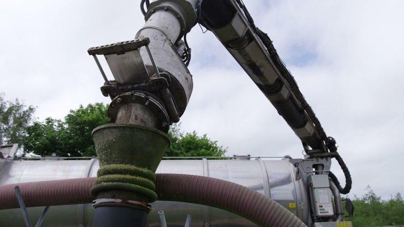 Pigs in a Pen Looking Through Bars • Stock Video on Uppbeat