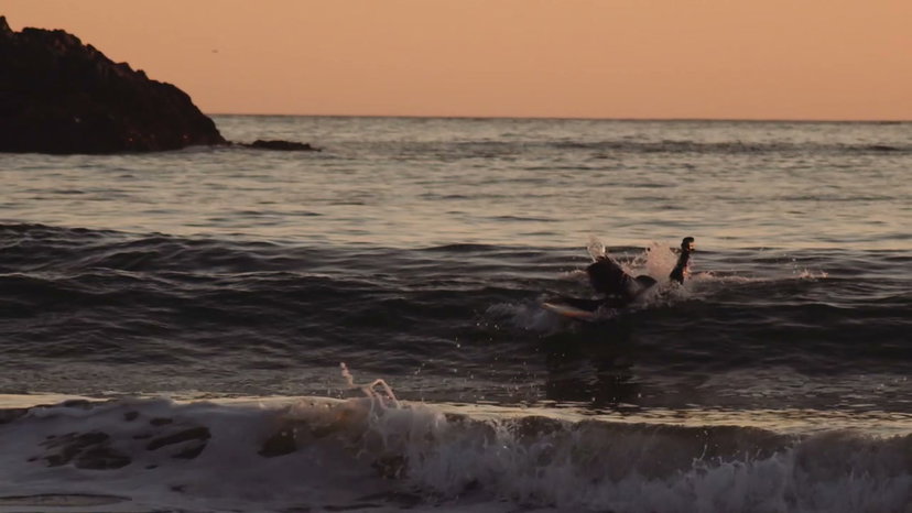 Black Bear Navigating Mossy Forest Stream • Stock Video on Uppbeat