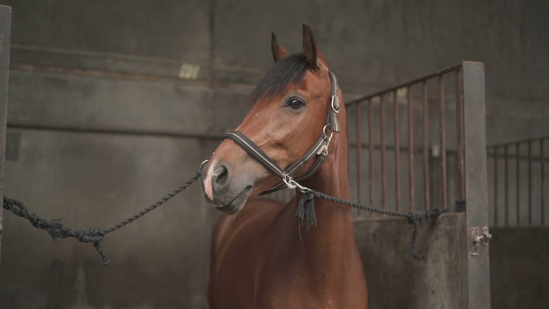 Brown Horse in Wooden Stall on a Farm • Stock Video on Uppbeat