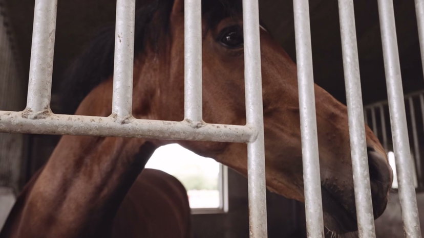 Brown Horse in Wooden Stall on a Farm • Stock Video on Uppbeat