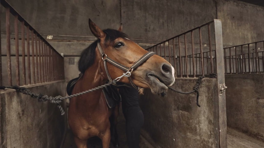 Brown Horse in Wooden Stall on a Farm • Stock Video on Uppbeat