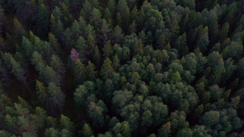 Sunlight Reflecting on Forest Floor Moss • Stock Video on Uppbeat