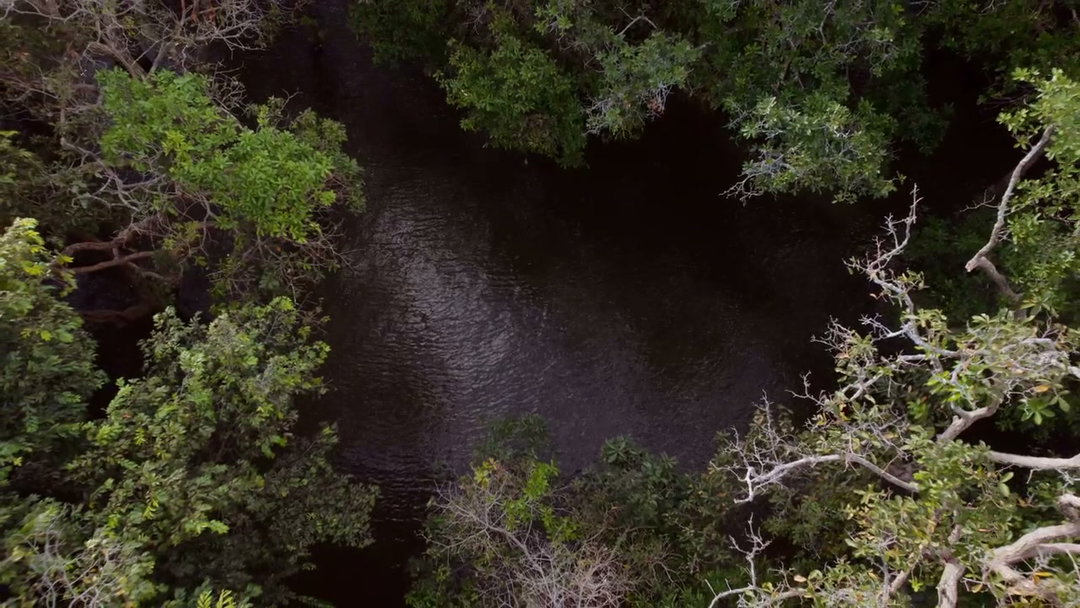 Drone Ascent Over Flooded Forest • Stock Video on Uppbeat