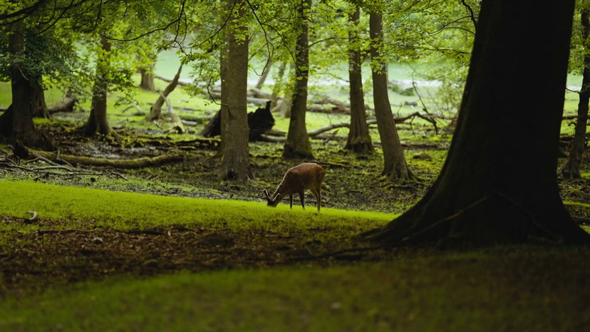 Wild Deer Herd Grazing in Sunny Forest • Stock Video on Uppbeat