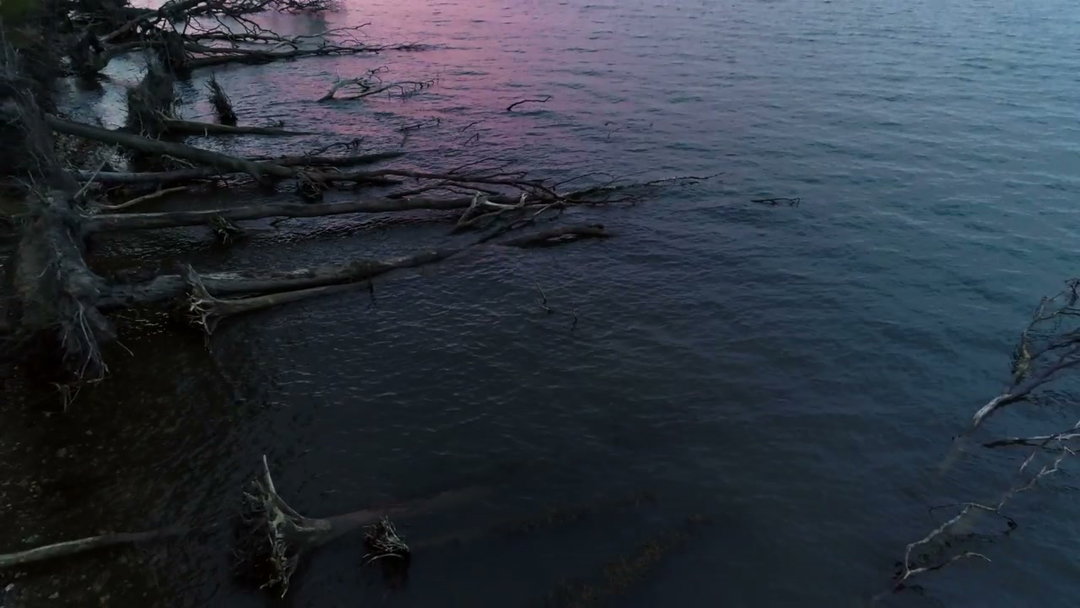 Flight Over Water Revealing Shoreline Trees • Stock Video on Uppbeat