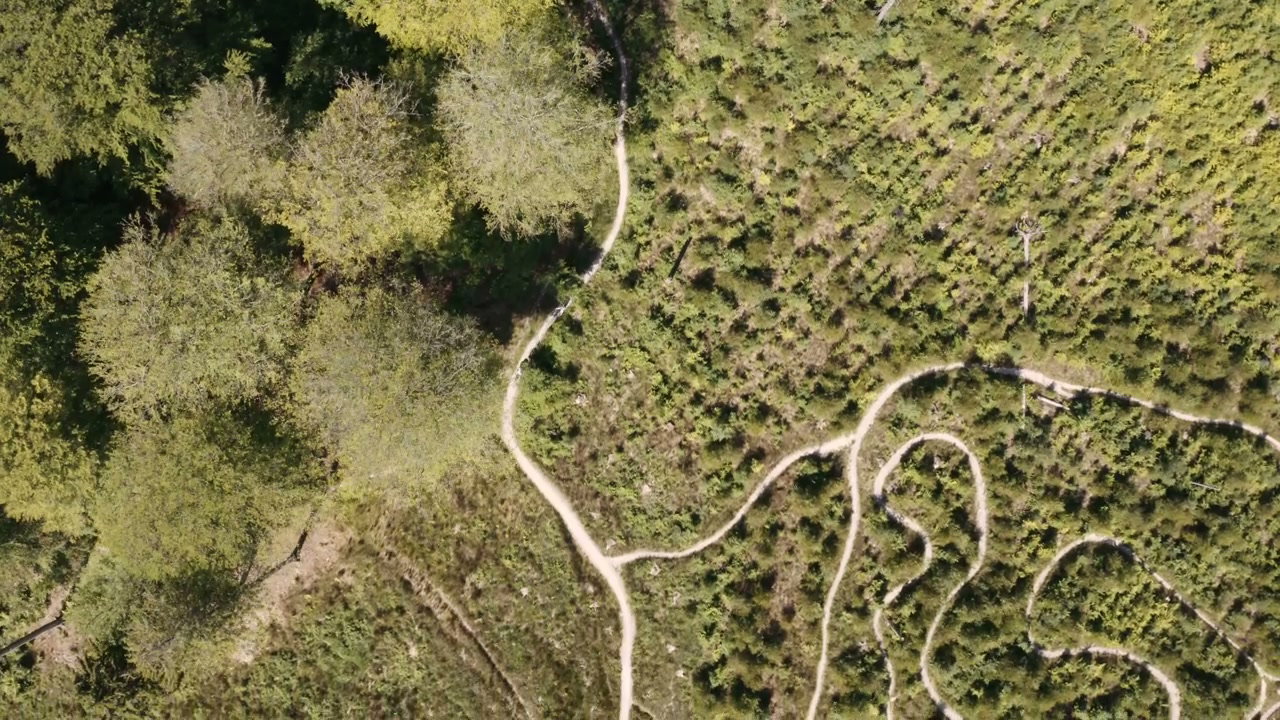 Men Mountain Biking on a Forest Trail • Stock Video on Uppbeat