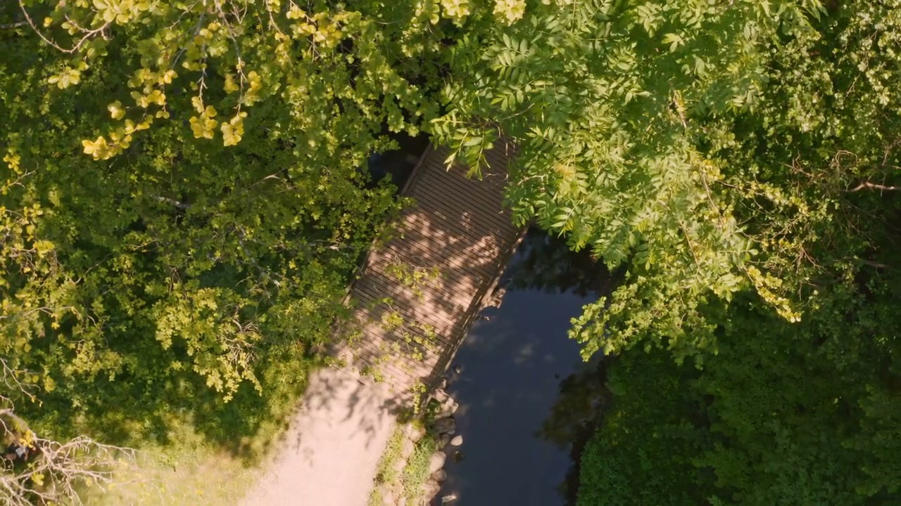 Two Men Mountain Biking Through a Forest • Stock Video on Uppbeat