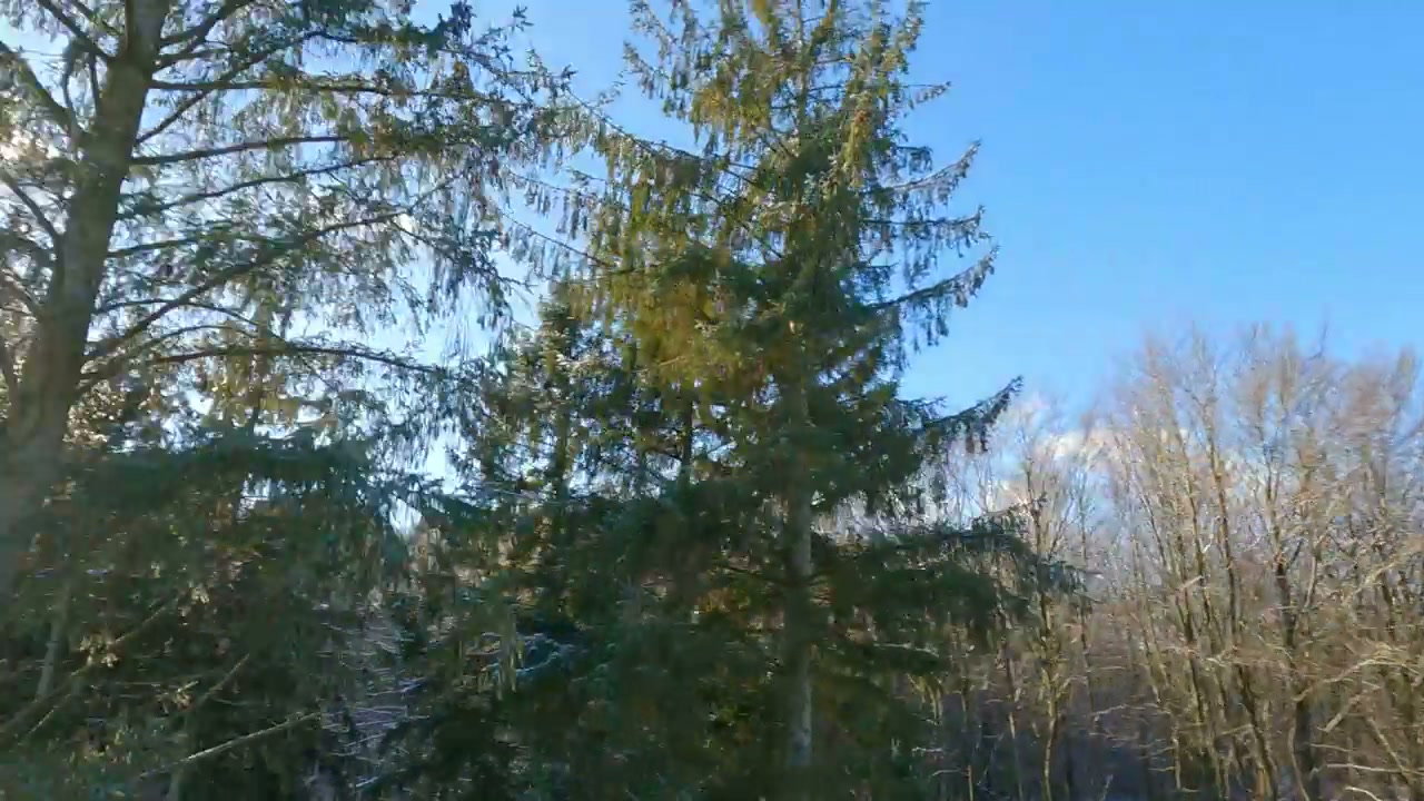 FPV Drone Flight Over Snowy Forest Path • Stock Video on Uppbeat