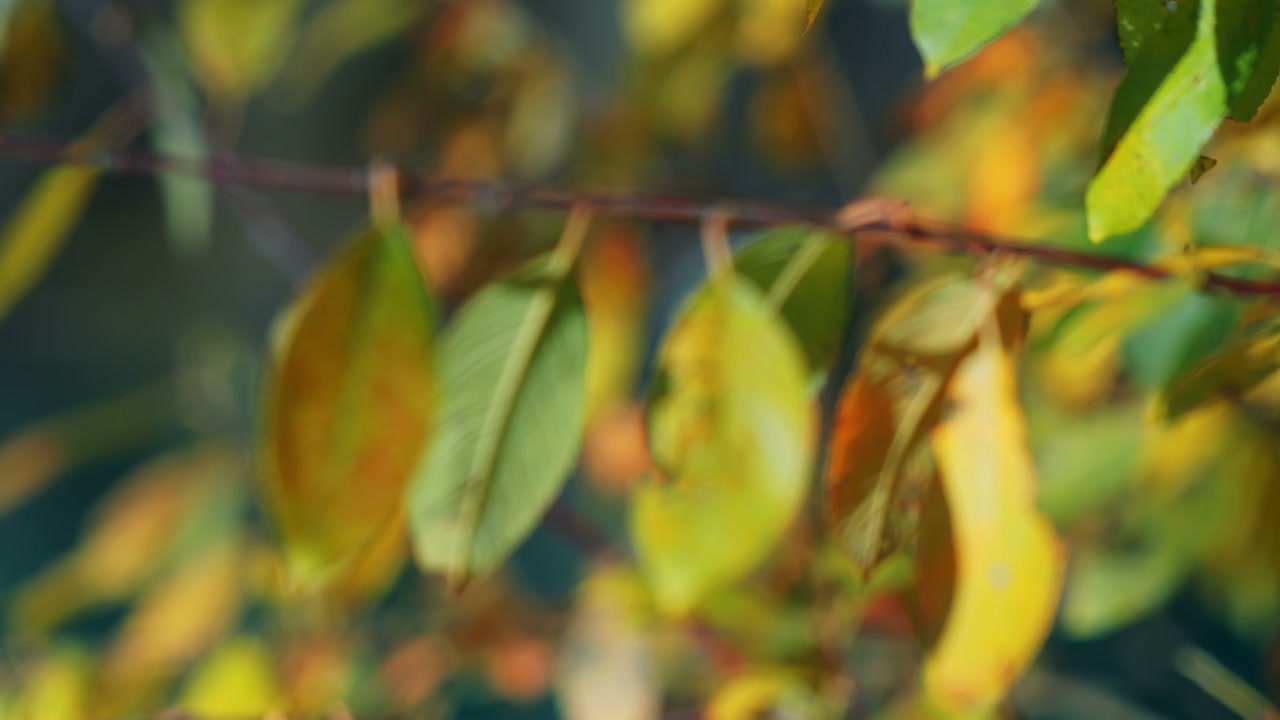 Autumn Aerial of Klammsee Reservoir, Kaprun • Stock Video on Uppbeat