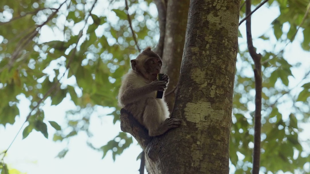 Margay Wild Cat Eating Prey on a Tree Branch • Stock Video on Uppbeat
