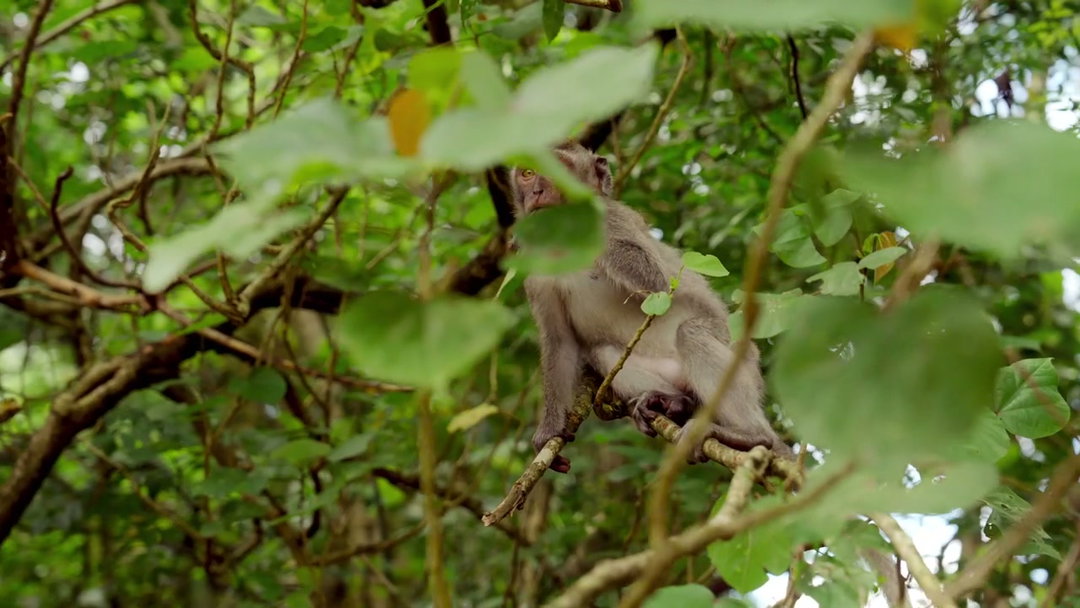 Margay Wild Cat Eating Prey on a Tree Branch • Stock Video on Uppbeat