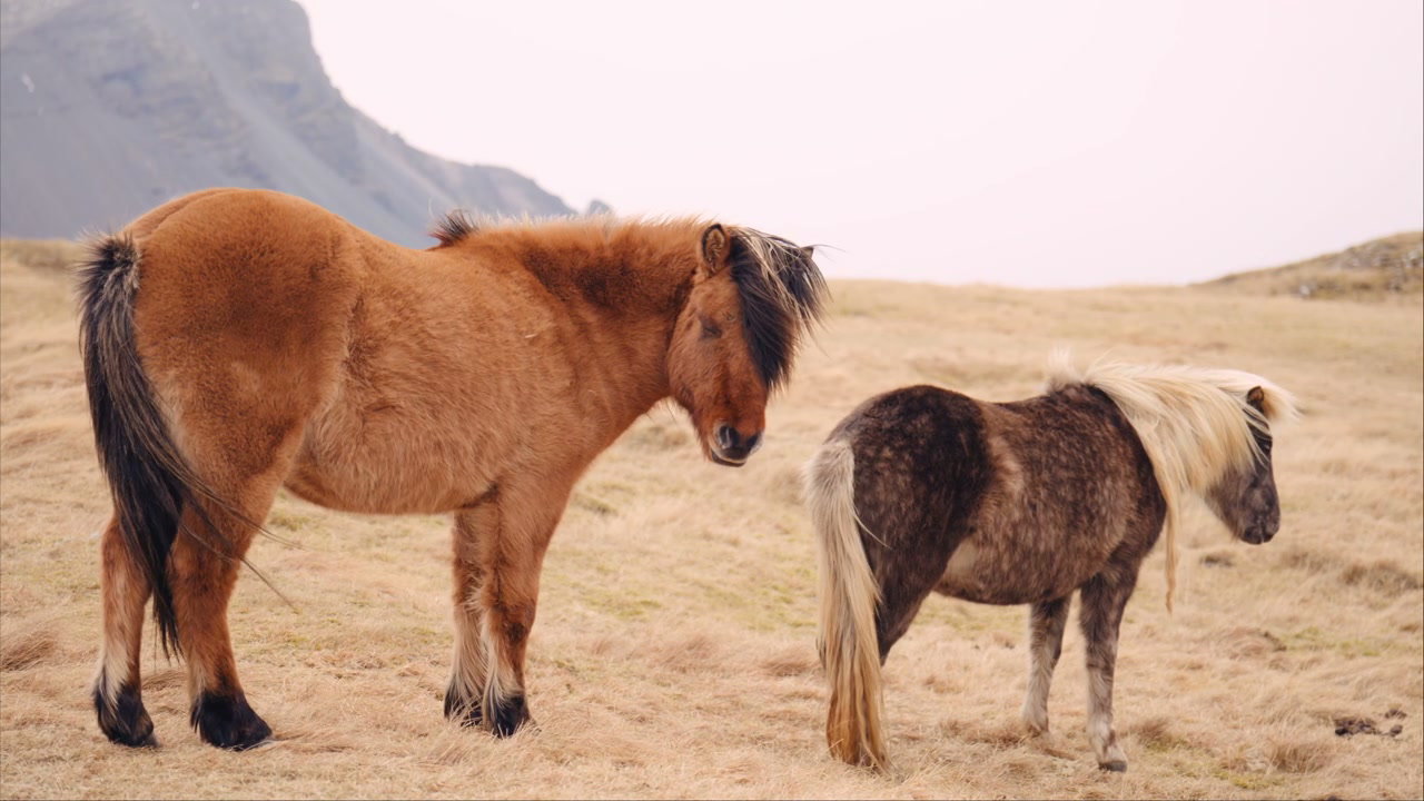 Icelandic Horse Eye and Face Close Up • Stock Video on Uppbeat