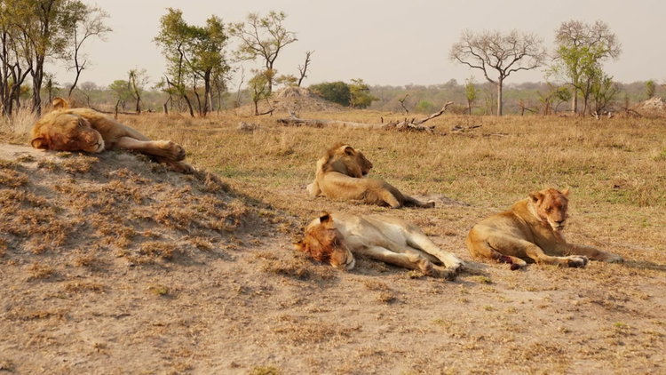 Lion Cubs and Lioness Walking in Savanna • Stock Video on Uppbeat