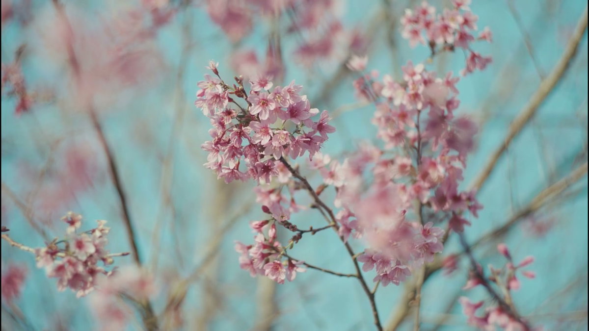 Pink Cherry Blossom Tree in Spring • Stock Video on Uppbeat