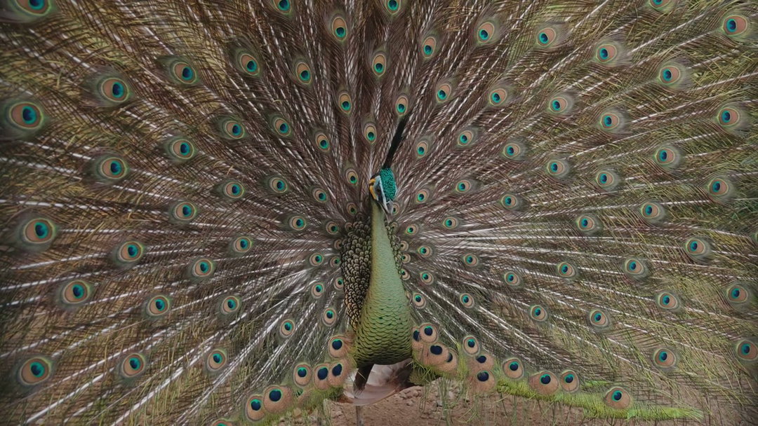 Southern Cassowary Close-up • Stock Video on Uppbeat