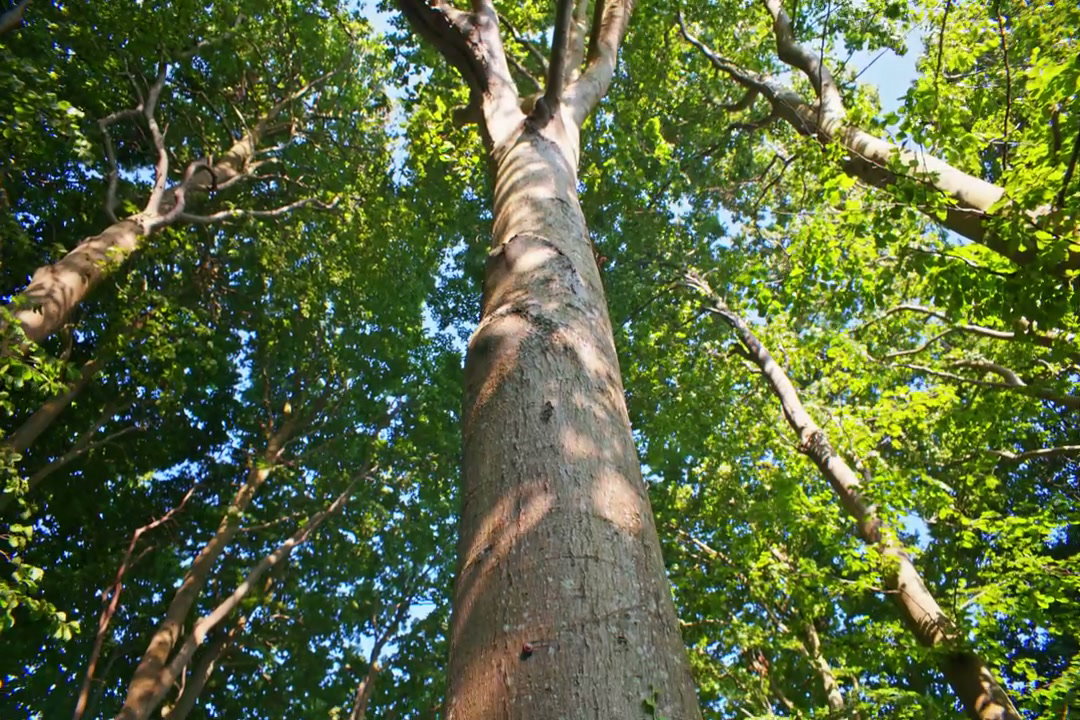 Ivy Covered Tree Trunk Swaying in Wind • Stock Video on Uppbeat