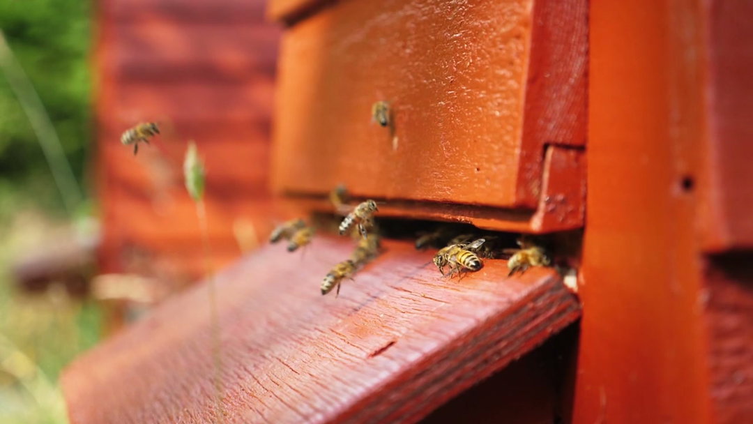 Honey Bees Flying Around Red Beehive • Stock Video On Uppbeat