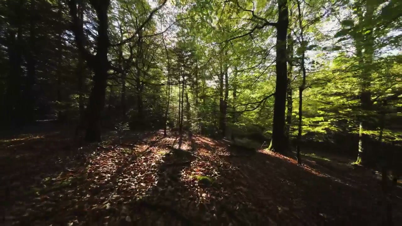 FPV Drone Flight Through Sunny Forest Path • Stock Video on Uppbeat