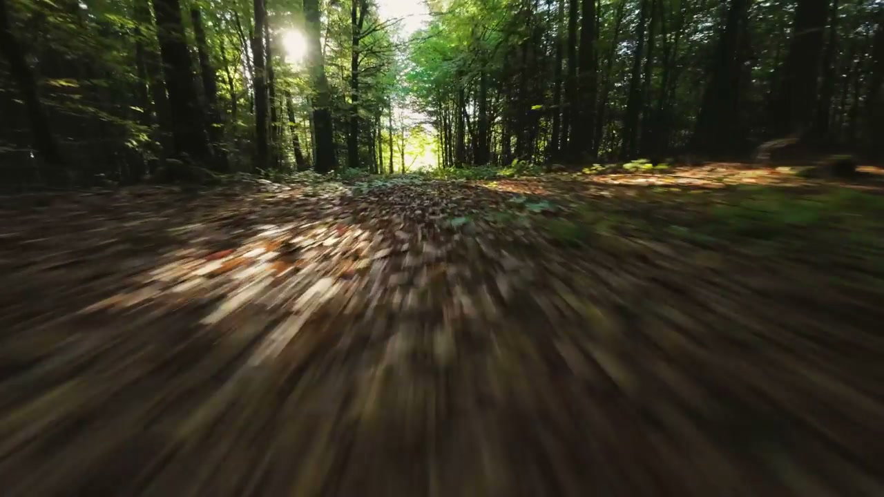 FPV Drone Flight Through Sunny Forest Path • Stock Video on Uppbeat