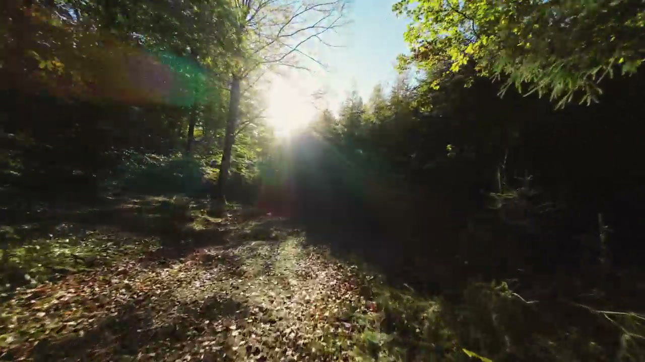 FPV Drone Flight Through Sunny Forest Path • Stock Video on Uppbeat