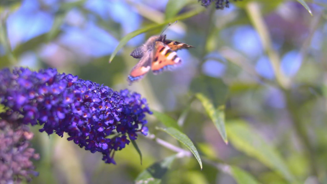 Paper Kite Butterfly Flies From Red Hibiscus • Stock Video on Uppbeat
