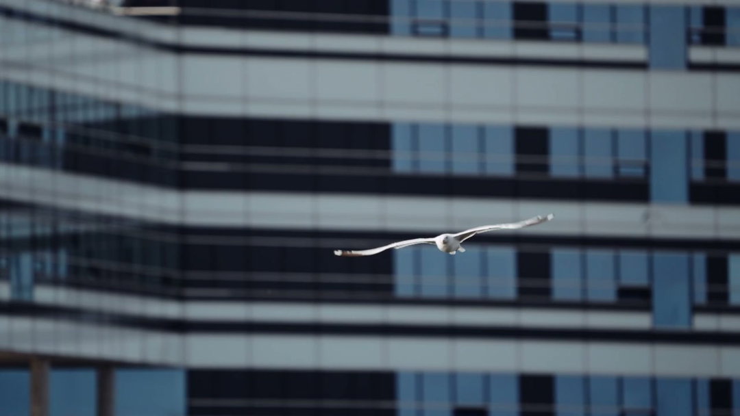 Lone Bird Flying in Clear Blue Sky • Stock Video on Uppbeat