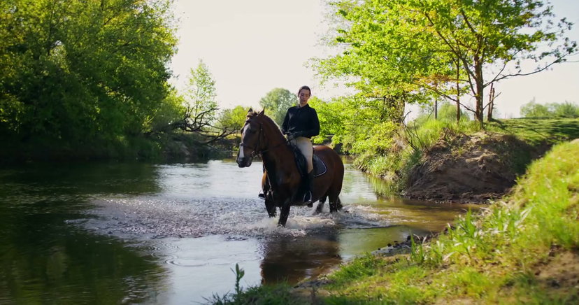 Saddled Horse Grazing in a Green Field • Stock Video on Uppbeat