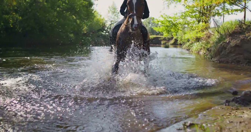 Saddled Horse Grazing in a Green Field • Stock Video on Uppbeat